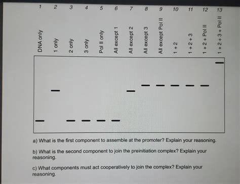 Solved Imagine you are investigating the transcription | Chegg.com
