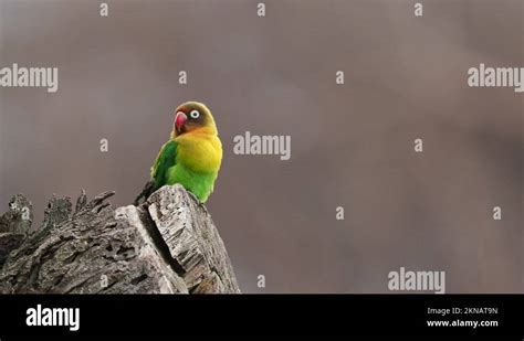 Green Small Parrot Stock Videos And Footage Hd And 4k Video Clips Alamy
