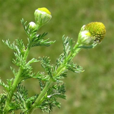 Pineapple Weed Weekly Weeder 29