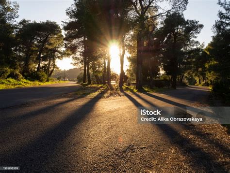 그리스의 그리스 마을의 아스팔트에 소나무 줄기를 통해 석양이 빛나고 그림자를 남깁니다 0명에 대한 스톡 사진 및 기타 이미지 0명 거리 그리스 Istock