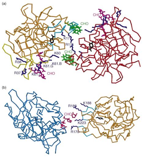 Molecular Associations Of Acrosin Download Scientific Diagram