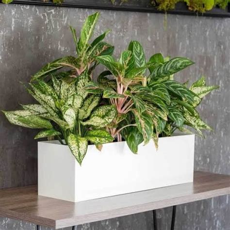 Amazon Prime Rectangular Planters Indoor Mirror Planter Boxes Indoor