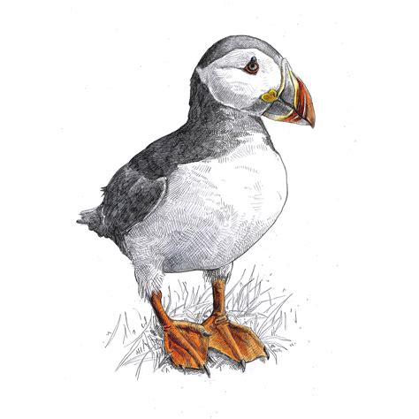 Puffin Drawing At Explore Collection Of Puffin Drawing