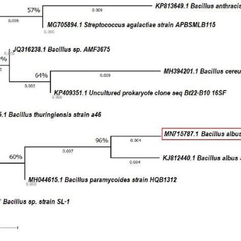 Phylogenetic Tree And Evolutionary Analyses Was Inferred By Using The Download Scientific