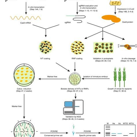Pdf Genome Editing Of Bread Wheat Using Biolistic Delivery Of Crisprcas9 In Vitro Transcripts