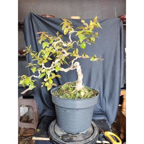 Jual Bonsai Dewandaru Sesuai Gambar Shopee Indonesia