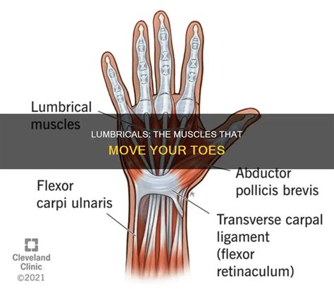 Lumbricals The Muscles That Move Your Toes Cyvigor