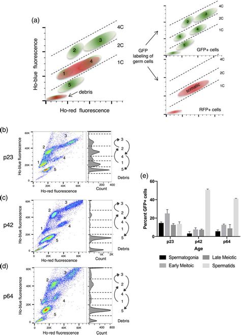 Quantitative Analysis Of The Facs Profiles From Juvenile And Adult