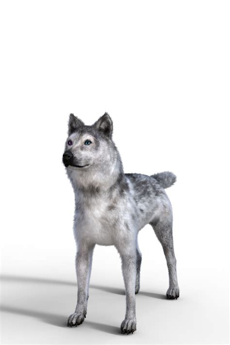 Evelyn Price Wolf Test By Draxisweb On Deviantart