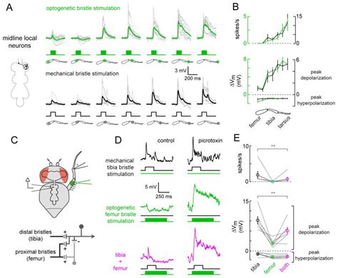 Parallel Transformation Of Tactile Signals In Central Circuits Of Drosophila Pmc