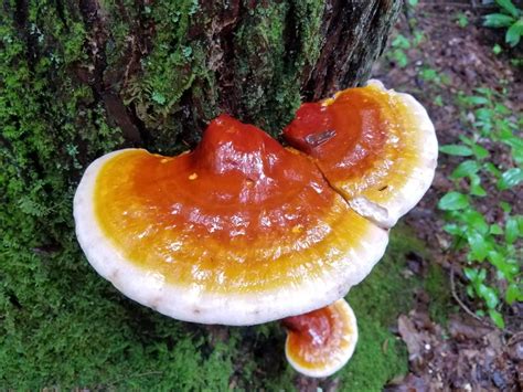 Ganoderma Tsugae Songshan Lingzhi Health Benefits And Identification