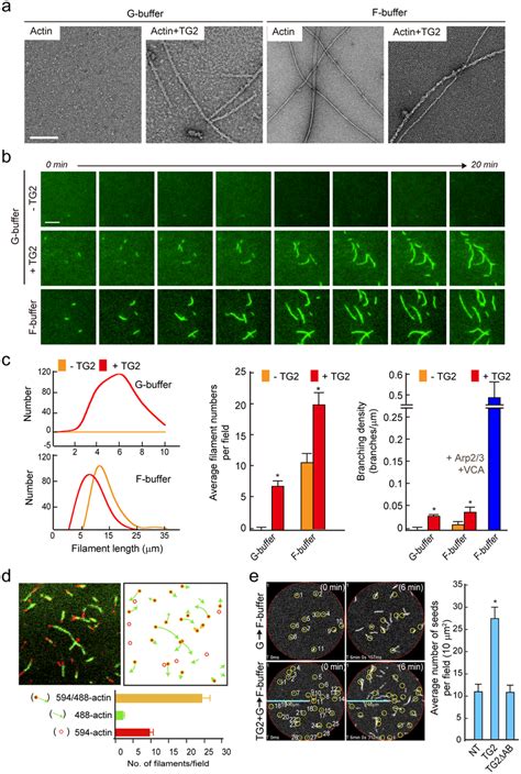 Visualization Of Tagln2 Mediated G Actin Polymerization In Low Salt