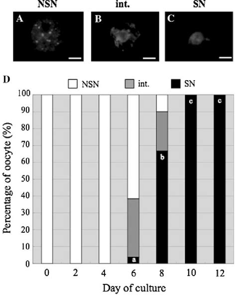Chromatin Configuration Of In Vitro Grown Oocytes On Days 0 2 4 6