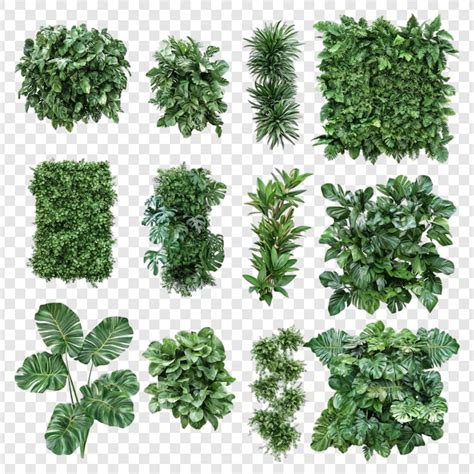 Plants Elevation Images Free Download On Freepik