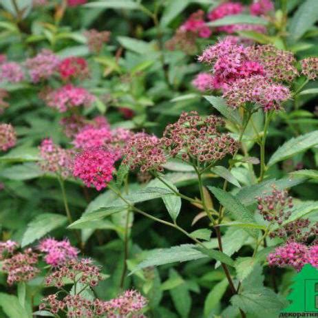 Спирея японская "Дартс Ред" (Spiraea japonica Darts Red) - Лиственные ...
