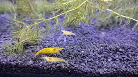 Is It Possible To Know The Sex Of Those Shrimps Rshrimptank