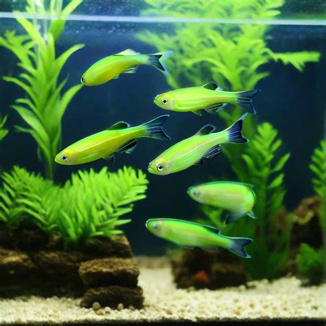 Glo Electric Green Danio Danio Rerio Sp Aquarists Across Canada
