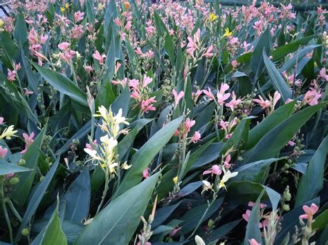 河边 牧人池塘 Dba杂谈录