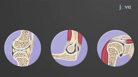Functional Classification Of Joints Anatomy And Physiology Video