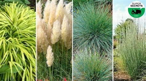 4 Eye Catching Grass Types That Will Make Your Yard Really Pop