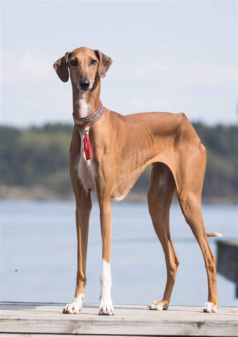 Порода собак худые и длинные 53 фото картинки Sobakovod Club