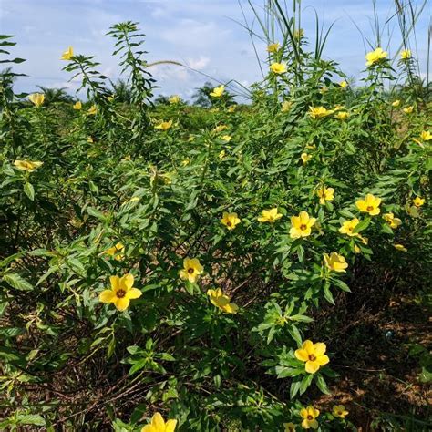 Damiana Turnera Diffusa Benefits Safety Uses Herbal Reality