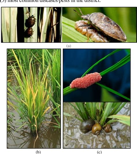 Figure 1 From A Multiclass Deep Convolutional Neural Network Classifier For Detection Of Common