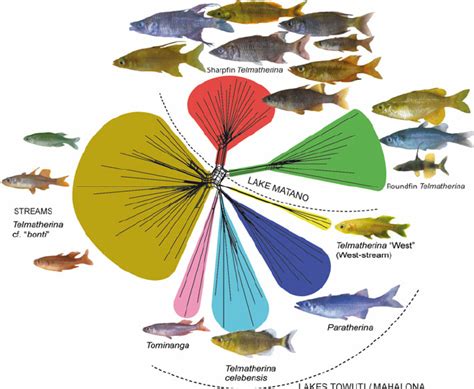 distance based phylogenetic neighbor net network reconstructed using