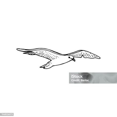 아웃 스프레드 날개 잉크 펜 스케치 일반적인 급증 갈매기 뮤 갈매기와 호버 갈매기 조류 갈매기에 대한 스톡 벡터 아트 및 기타 이미지 Istock