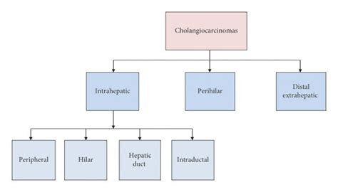 The Classification Of Cholangiocarcinoma Download Scientific Diagram