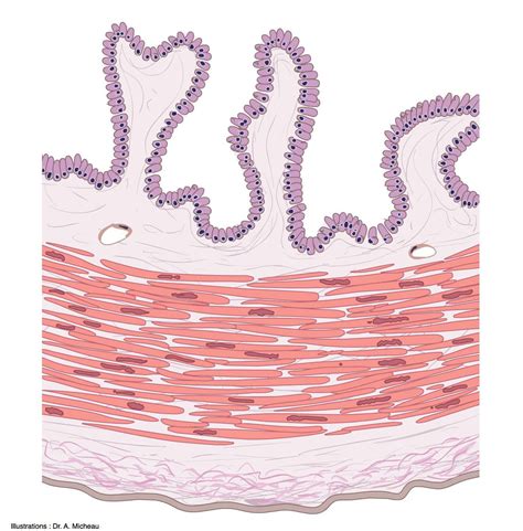 Muscularis Propria Cystic Duct