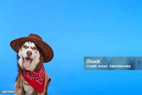 카우보이 모자를 쓰고 귀여운 미소 짓는 시베리아 허스키 개 파란 배경에 고립 개에 대한 스톡 사진 및 기타 이미지 개 카우보이 0명 Istock