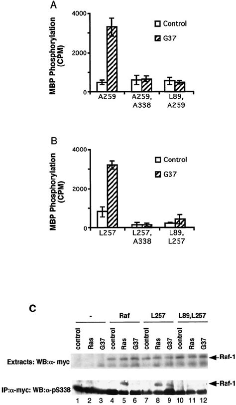 raf 1 activity requires s338 phosphorylation mraf 1 raf m l257