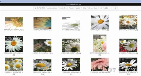mmclassification with flower dataset 【openmmlab 实战营basic assignment1 】 知乎