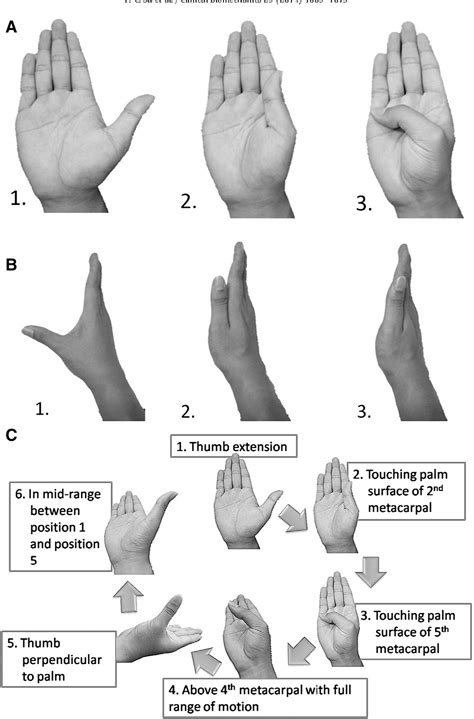 Metacarpophalangeal Joint Movement