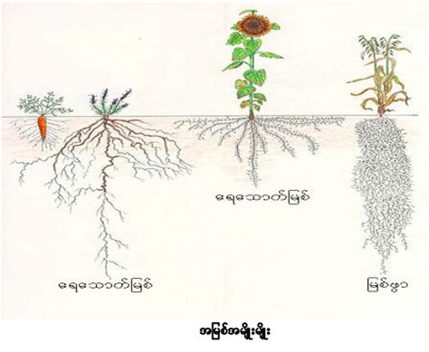 အစိမ်းရောင်လမ်း အပင်၏ အမြစ်နဲ့ အရွက်တို့ရဲ့ လုပ်ငန်းဆောင်တာများ