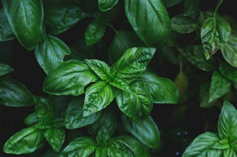 Hydroponic Basil How To Grow New Plants And Keep Them Alive The