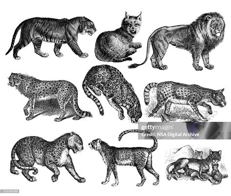 Leopard Vs Cheetah Vs Jaguar Vs Panther
