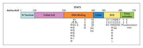 Stat3 Mutations In The Hyper Ige Syndrome Nejm