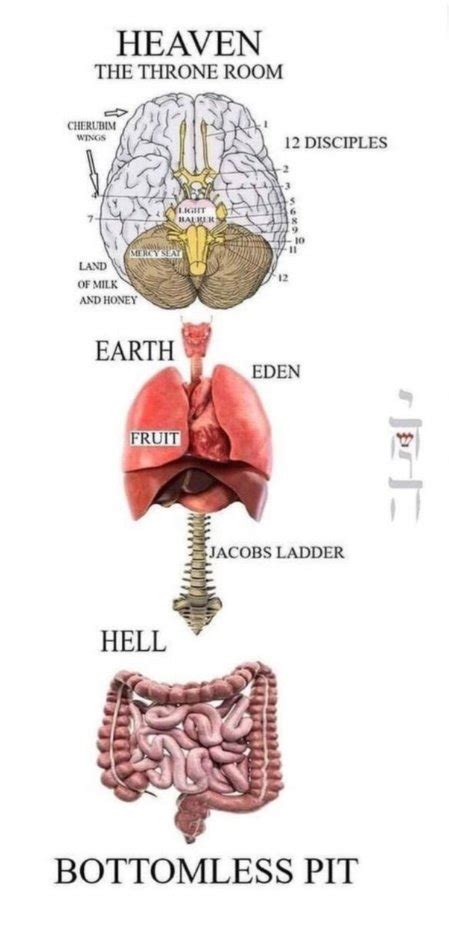 SEX AND THE SECRET NERVE The Number Twelve Is Significant In The Esoteric For Example The