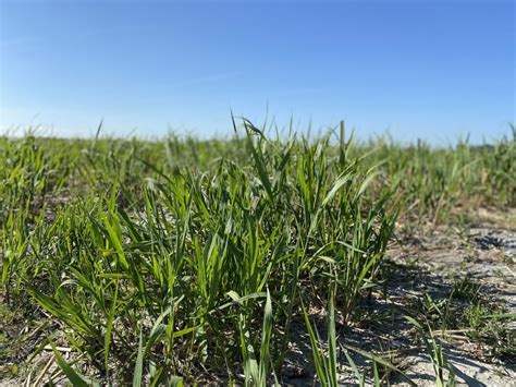 Presentatie Olifantsgras Op Juni Tijdens Provada Wegrow