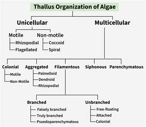Chlorophyceae Geeksforgeeks