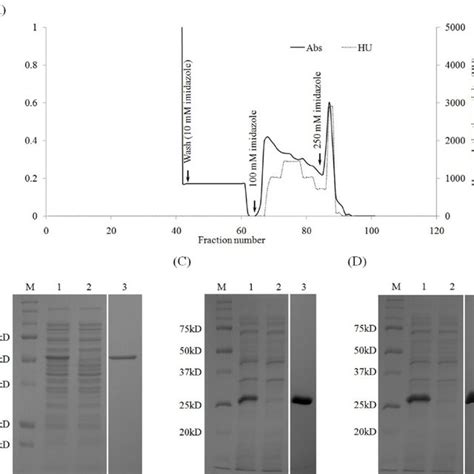 Purification Of Recombinant Lectin Using Ni Nta Agarose Chromatography