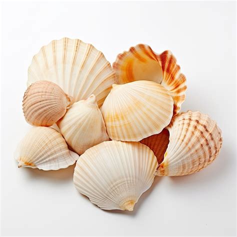 Premium Photo Set Of Common Cockle Shells Isolated On A White Background