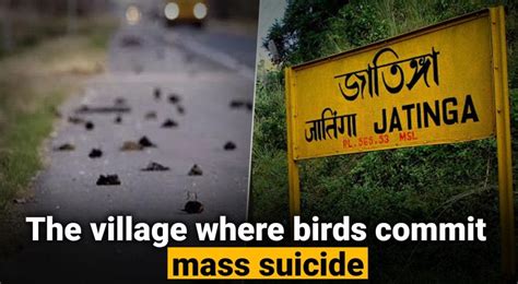 Mystery Of Jatinga Village Unraveling The Enigmatic Bird Suicides