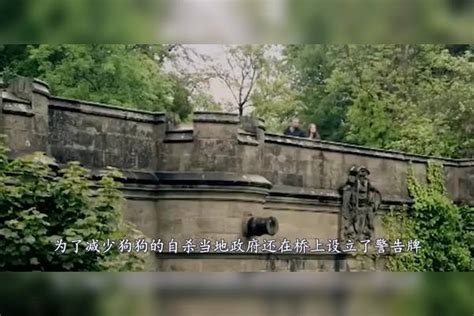 英国最“灵异”一座桥，600多条狗在此自杀，专家终于揪出真凶！ 英国