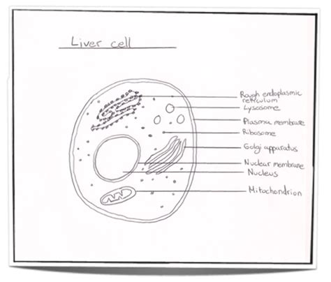 Biology Module 2 Section 1 Cell Structure Flashcards Quizlet