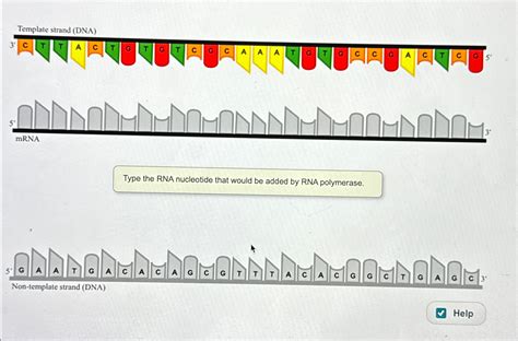 solved template strand dna type the rna nucleotide that