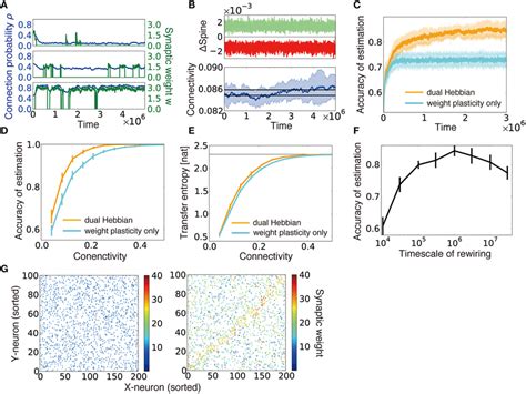 Dual Hebbian Learning For Synaptic Weights And Connections A Download Scientific Diagram