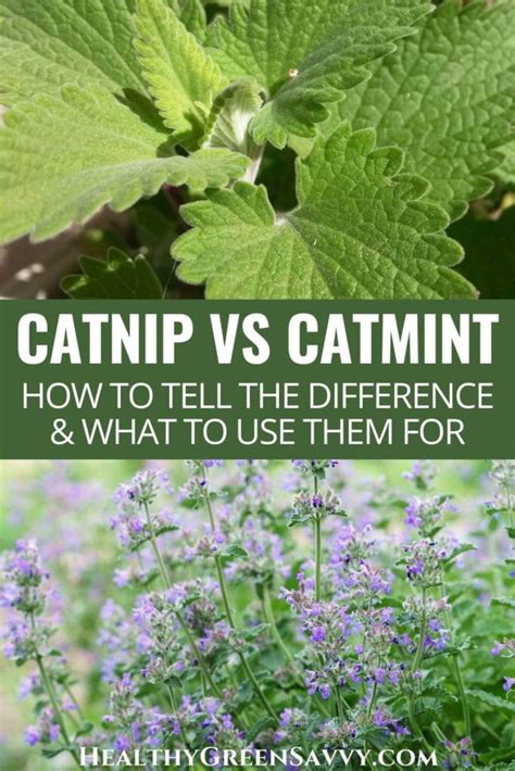 Catnip Vs Catmint Plus 9 Catnip Benefits For Humans